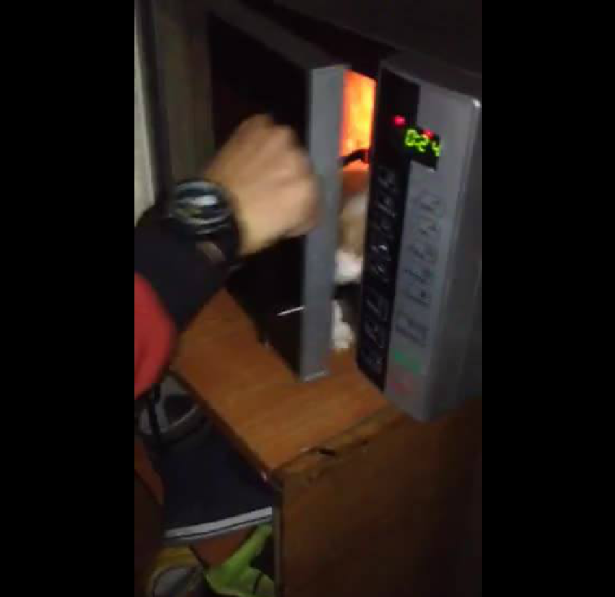 Hassan Hammoud puts cat in microwave. Do you know him? – Hummus For Thought